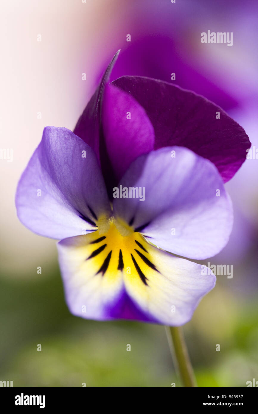 horned violet - blossom / Viola cornuta Stock Photo - Alamy
