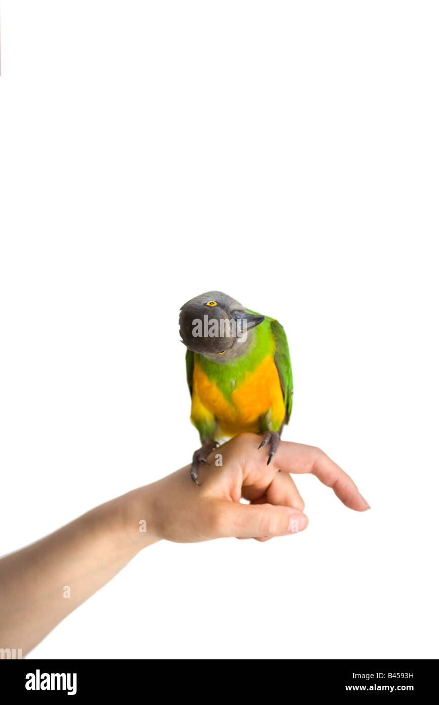 Parrot release hi-res stock photography and images - Alamy