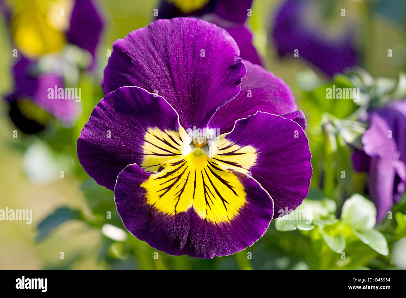 pansy violet - blossom Stock Photo - Alamy