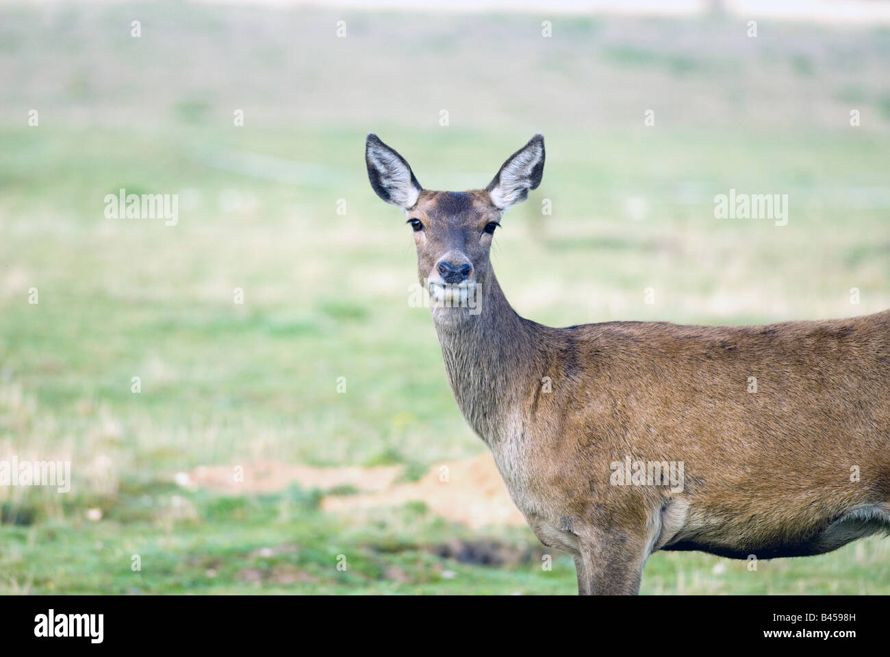 A female Red deer in autumn Stock Photo - Alamy