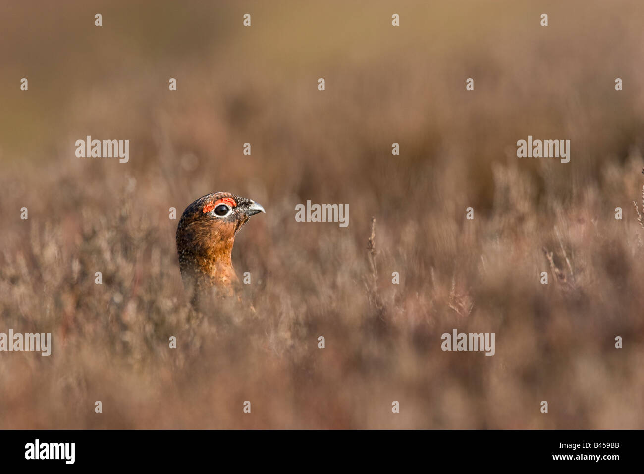 Male Red Grouse Lagopus lagopus hiding with head above heather in ...