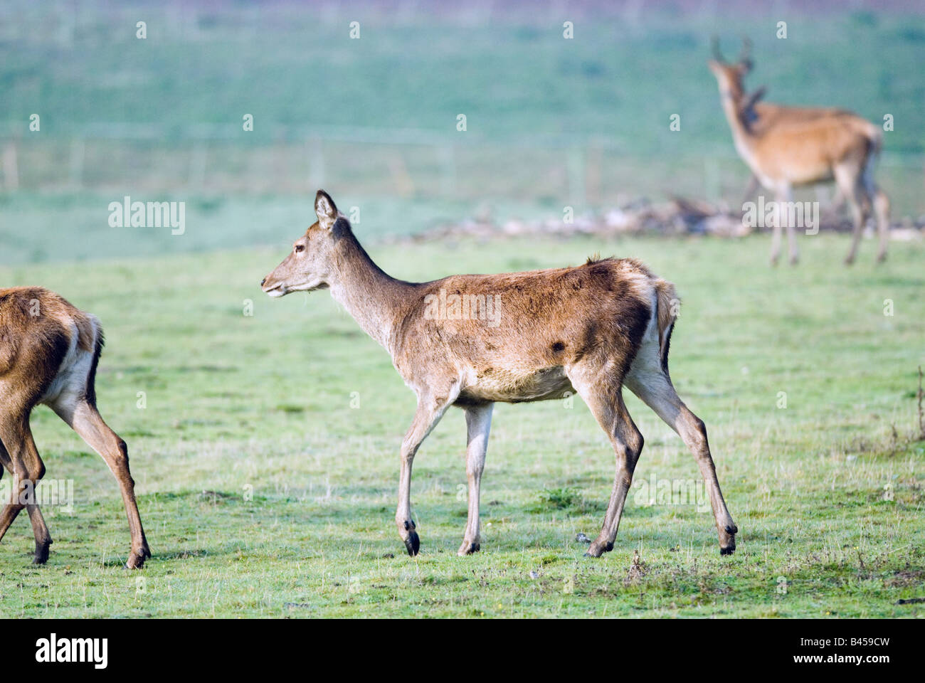 Female Red deer in Autumn Stock Photo - Alamy