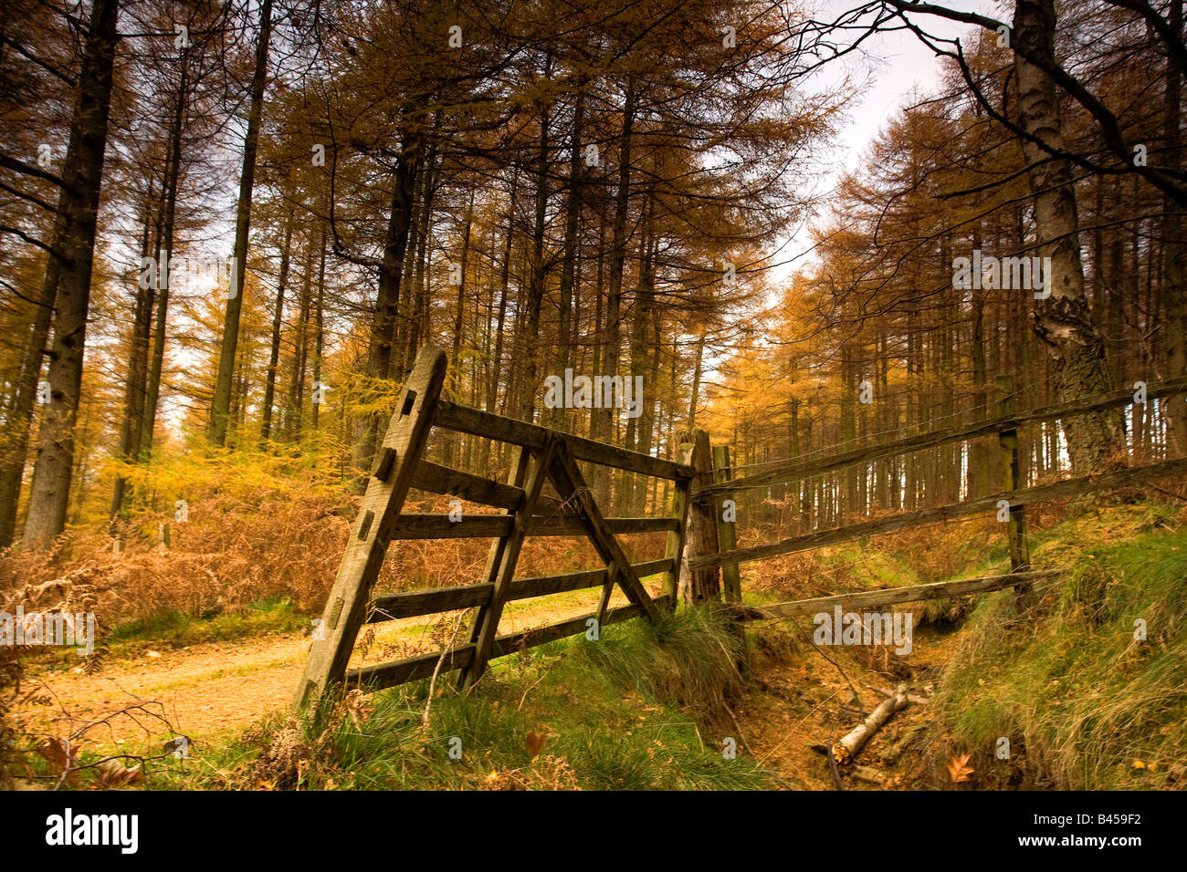 Forest, Yorkshire, England Stock Photo - Alamy
