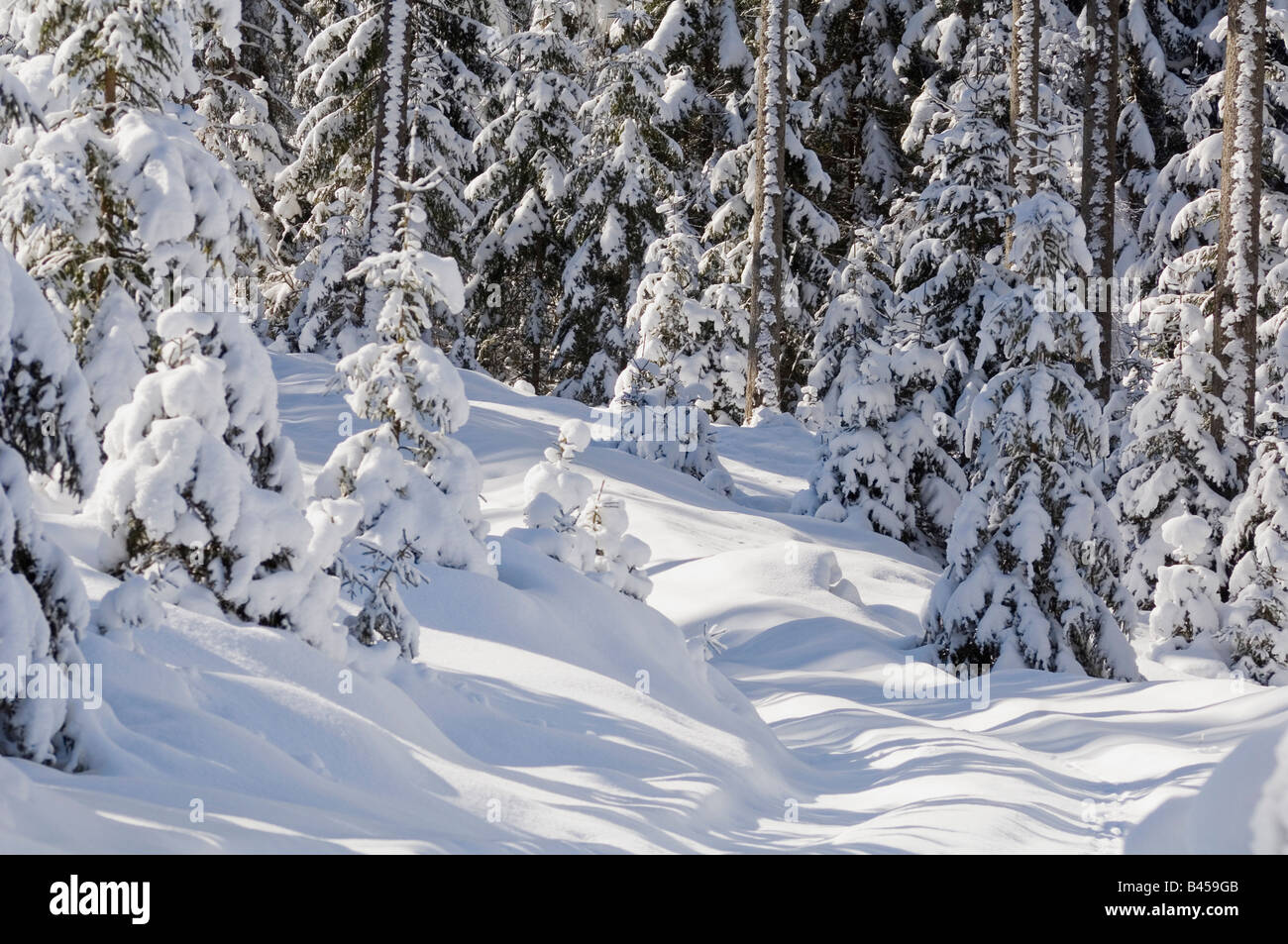 Austria, Salzburger Land, Altenmarkt-Zauchensee, Winter Landscape Stock ...