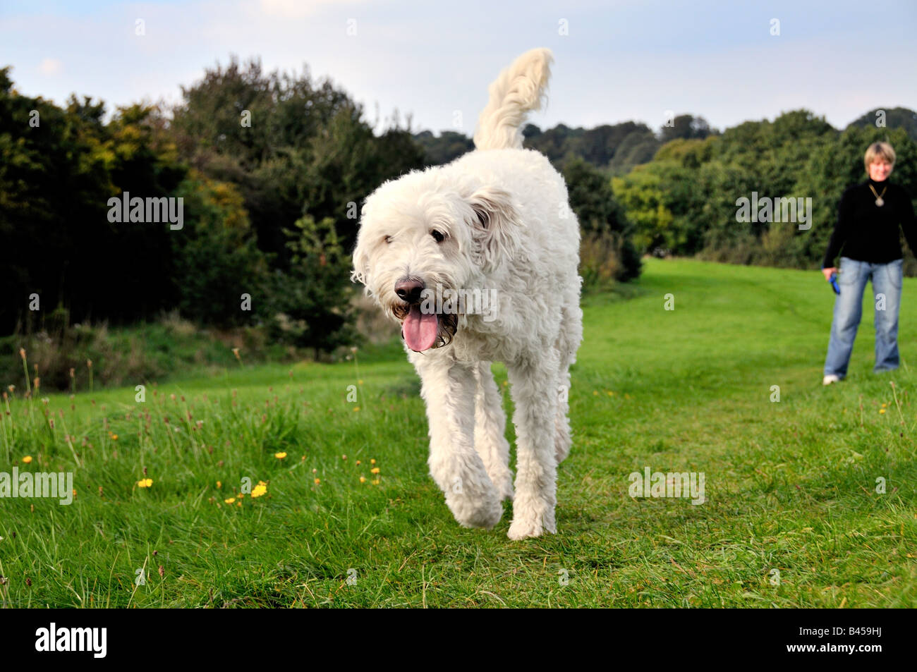 Woman labradoodle hi-res stock photography and images - Alamy