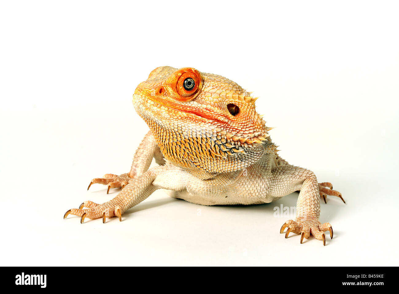 Colorful Bearded Dragon morph isolated on white background Stock Photo ...