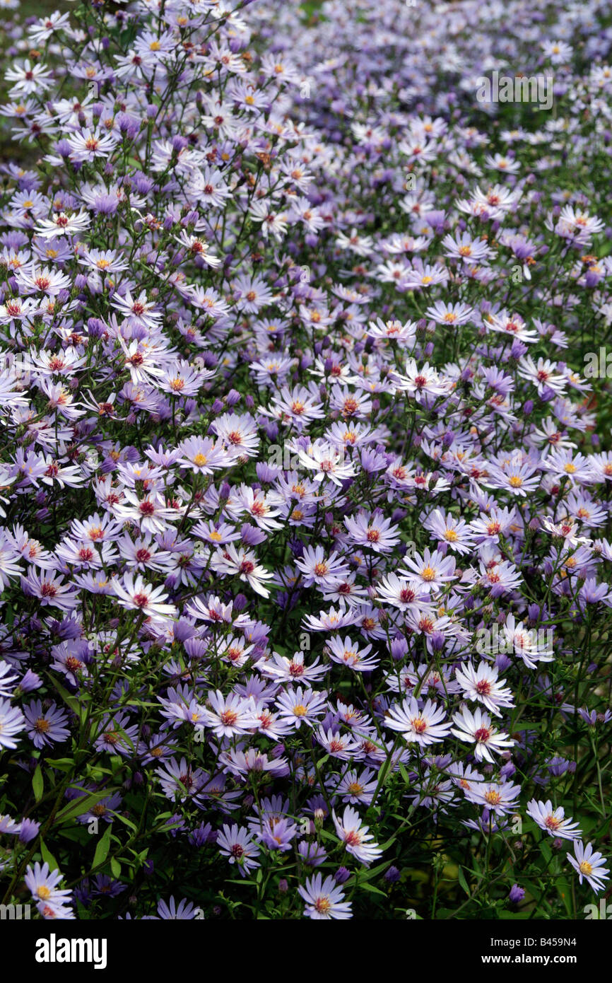 ASTER LITTLE CARLOW AGM Stock Photo - Alamy
