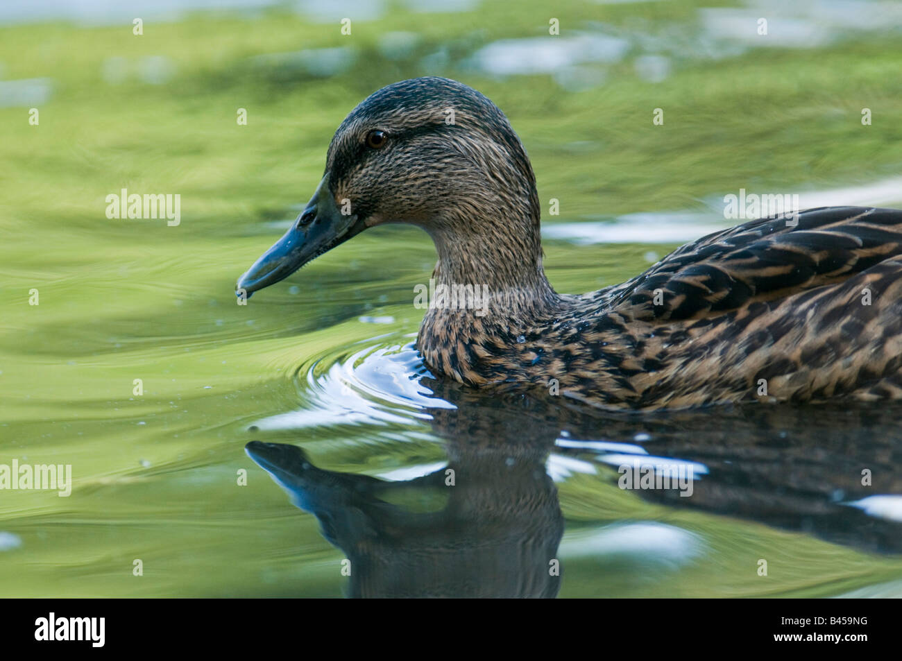 Malard duck Anas platyrhynchos swimming onlarge woodland pond Stock ...