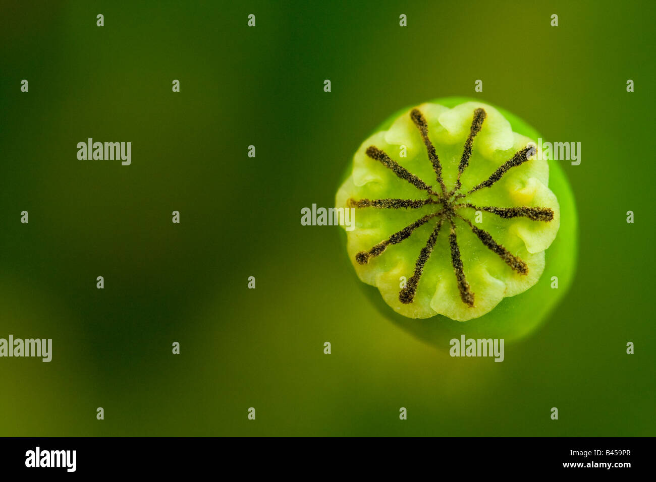 Field Poppy Immature Seed Head Stock Photo - Alamy