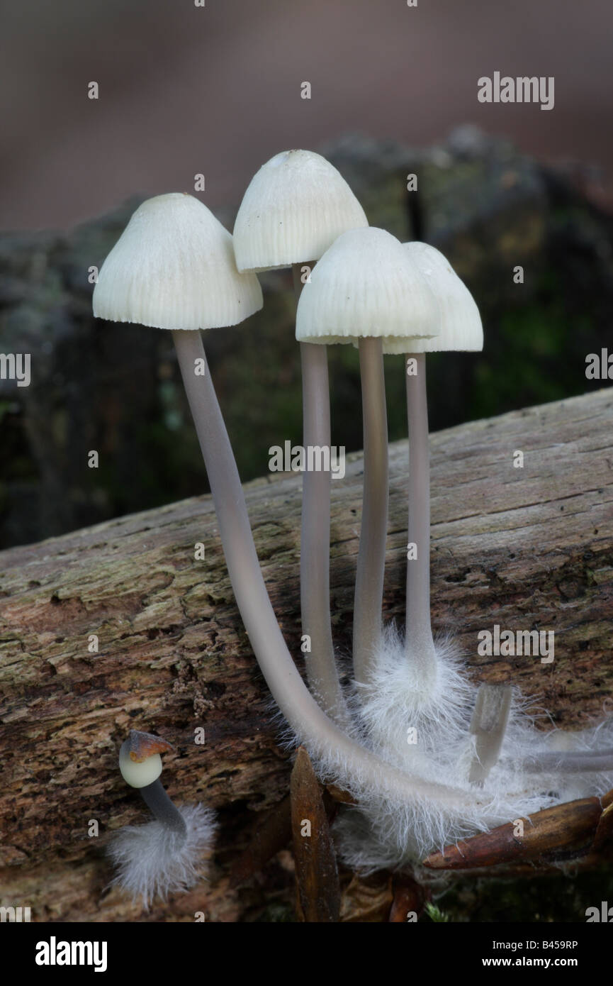 Angels bonnets fungi mycena arcangeliana hi-res stock photography and ...