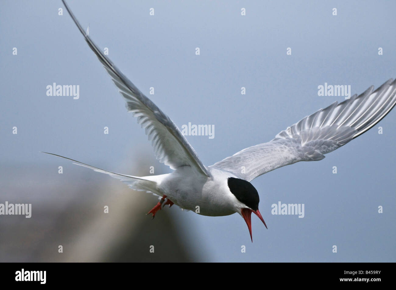 Sterna fly fish hi-res stock photography and images - Alamy