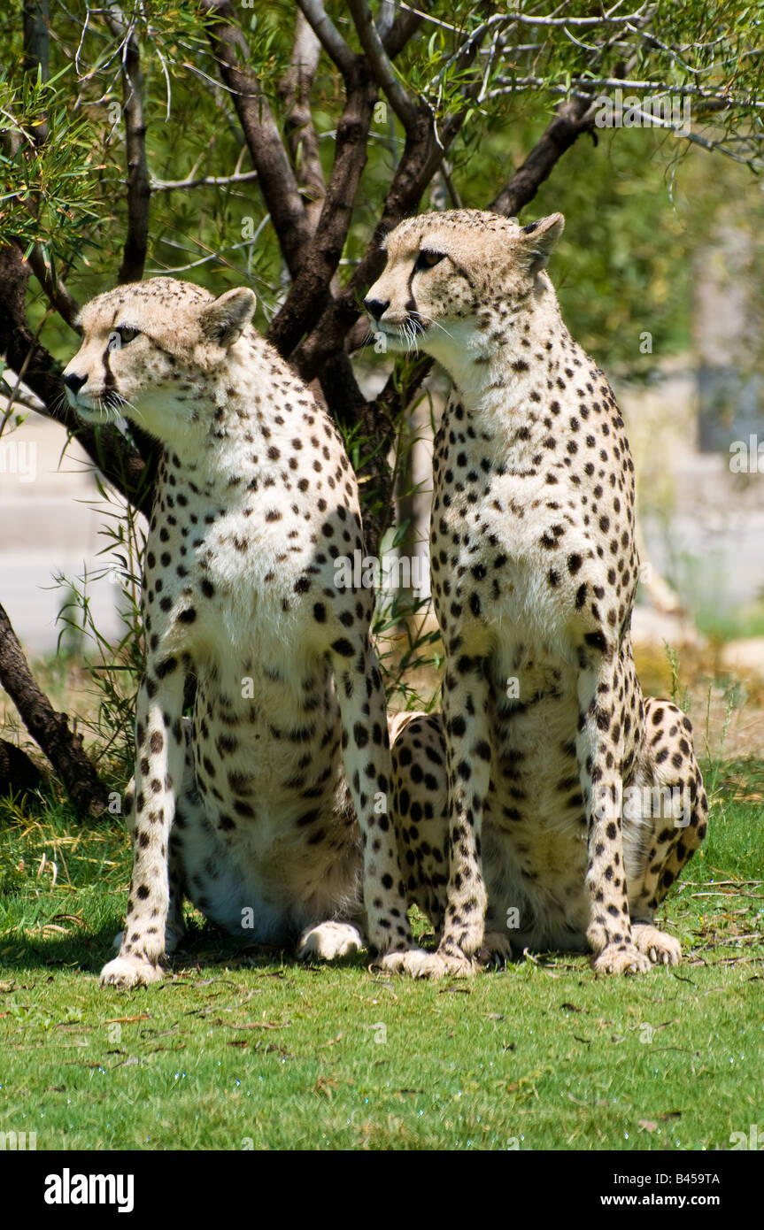 Cheetah twins hi-res stock photography and images - Alamy