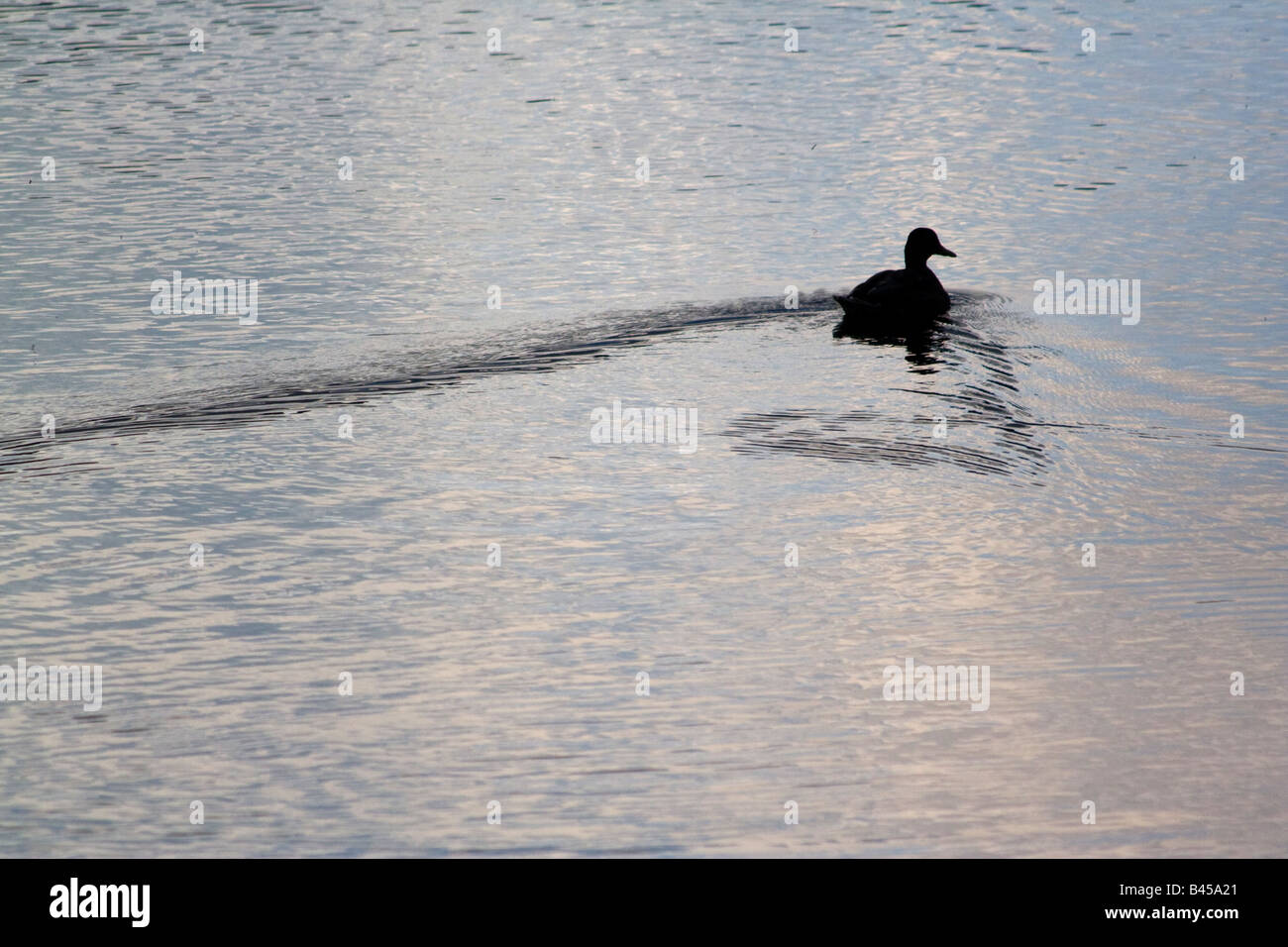 Duck silhouette and wake Stock Photo - Alamy