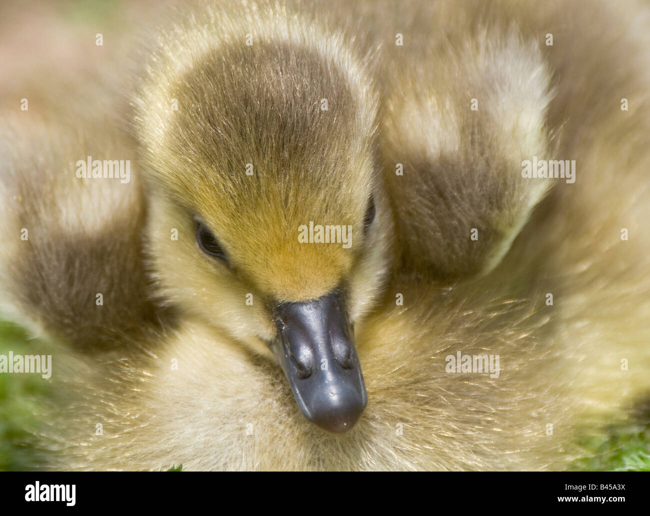 Fuzzy animals hi-res stock photography and images - Alamy