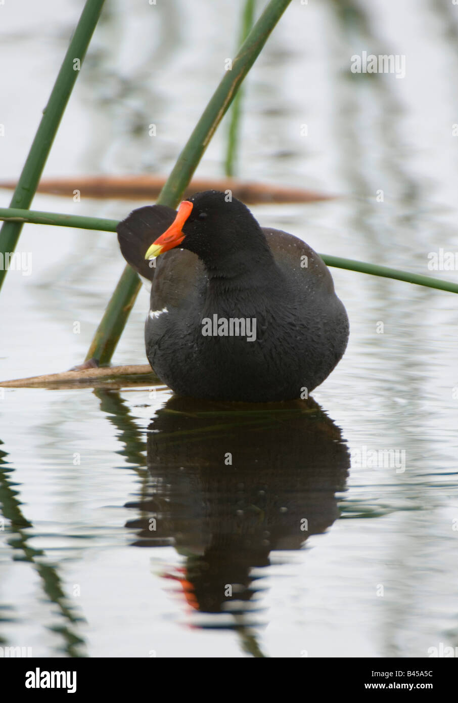 Moorhen feather hi-res stock photography and images - Alamy