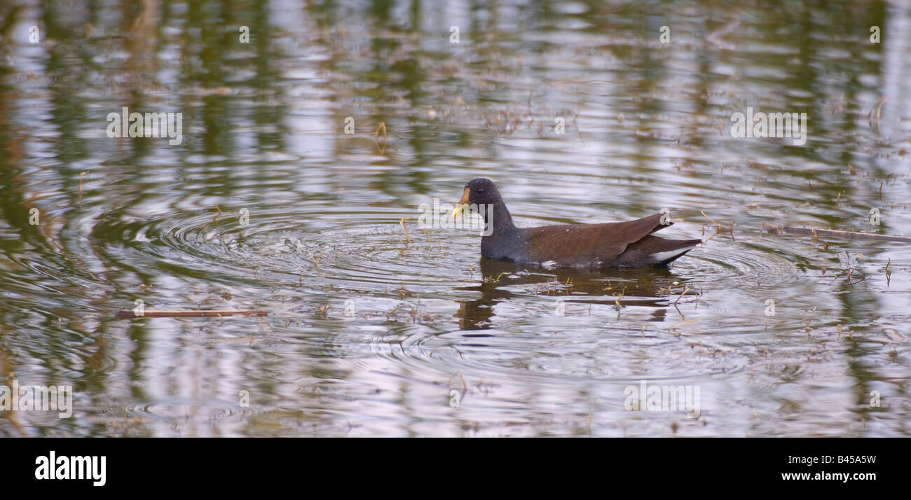 Moorhen water bird hi-res stock photography and images - Alamy