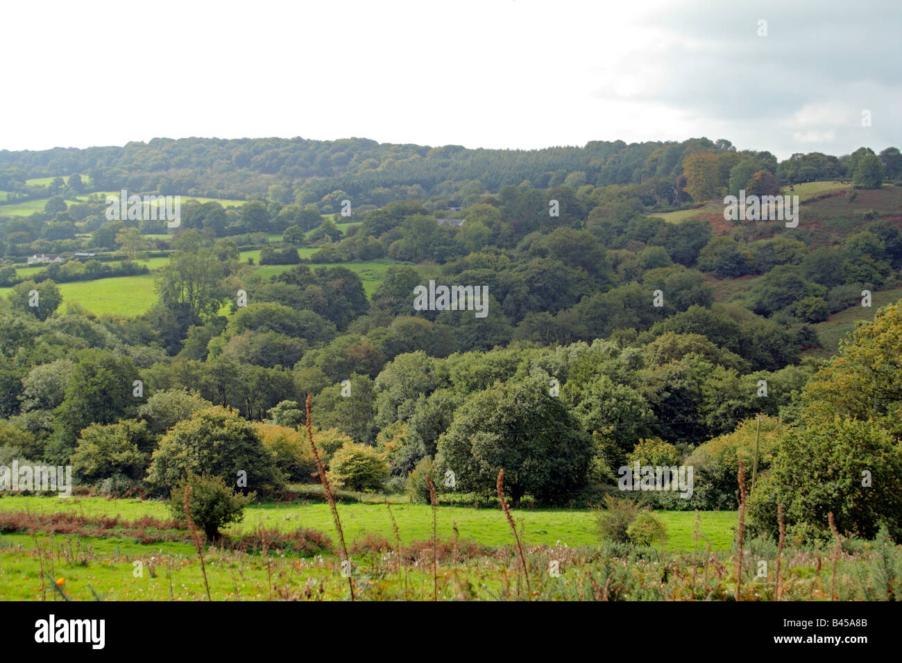 BLACKDOWN HILLS NEAR BUCKLAND ST MARY SOMERSET Stock Photo - Alamy