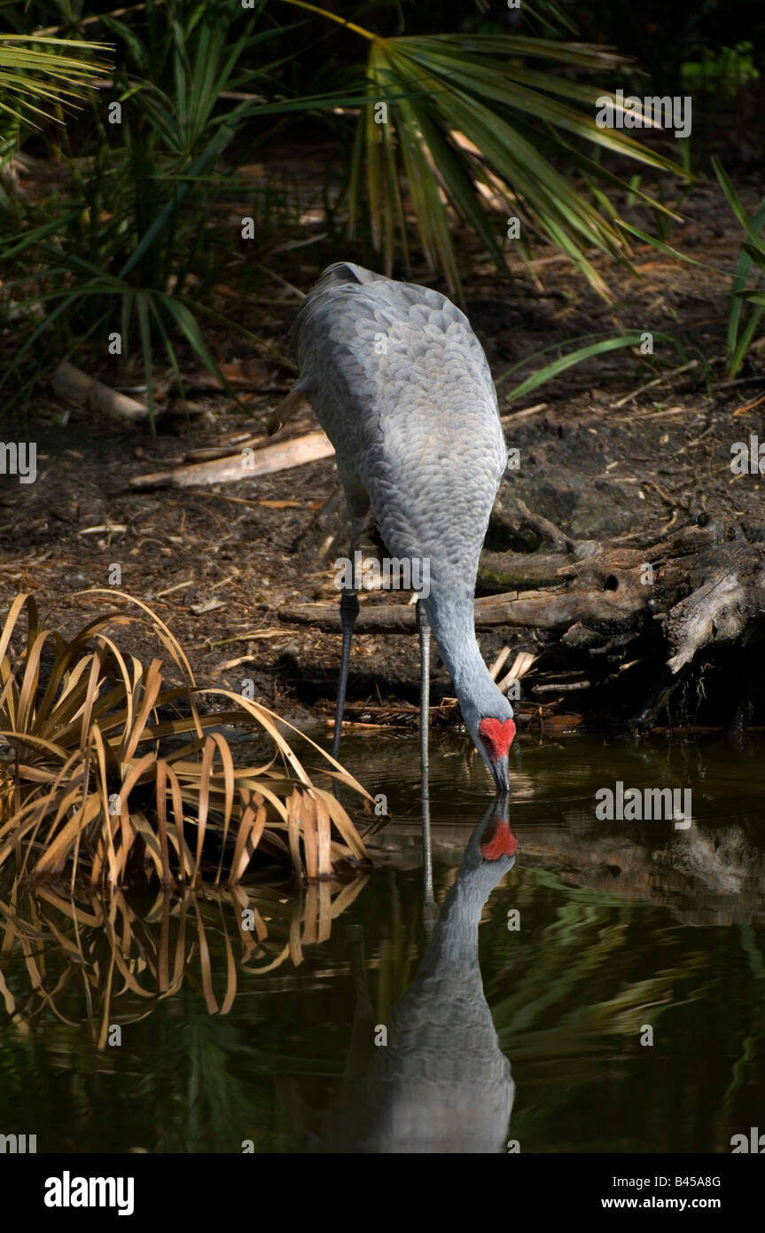 Crane hunting hi-res stock photography and images - Alamy