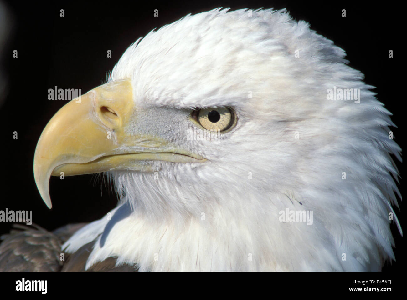 Bald Eagle Portrait Stock Photo - Alamy