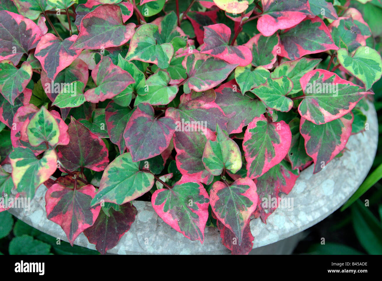 Houttuynia cordata hi-res stock photography and images - Alamy