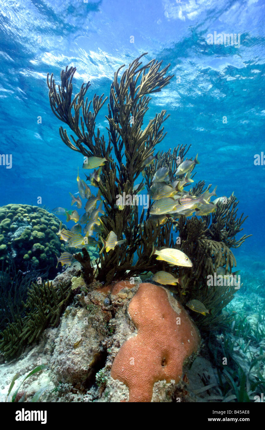 This British Virgin Island shallow reef coral outcropping provides a ...