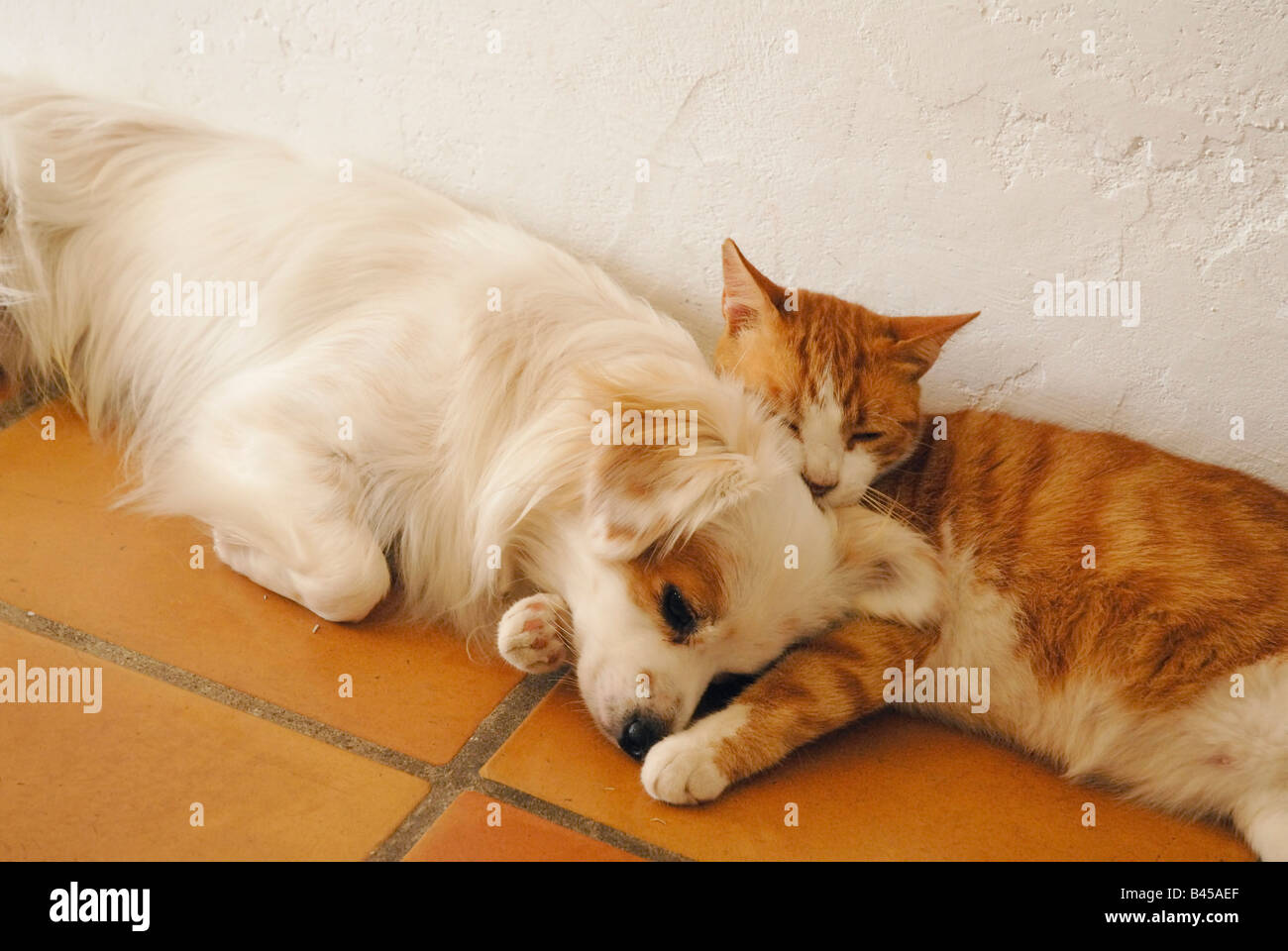 Orange Cat Sleeping With Dog