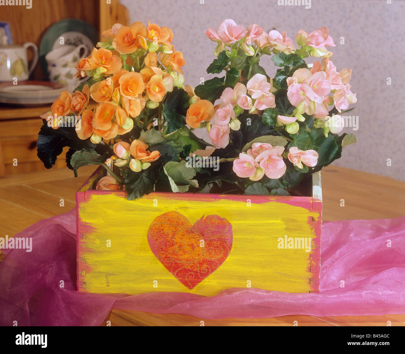 begonias in wooden box / Begonia-Elatior-Hybriden Stock Photo - Alamy