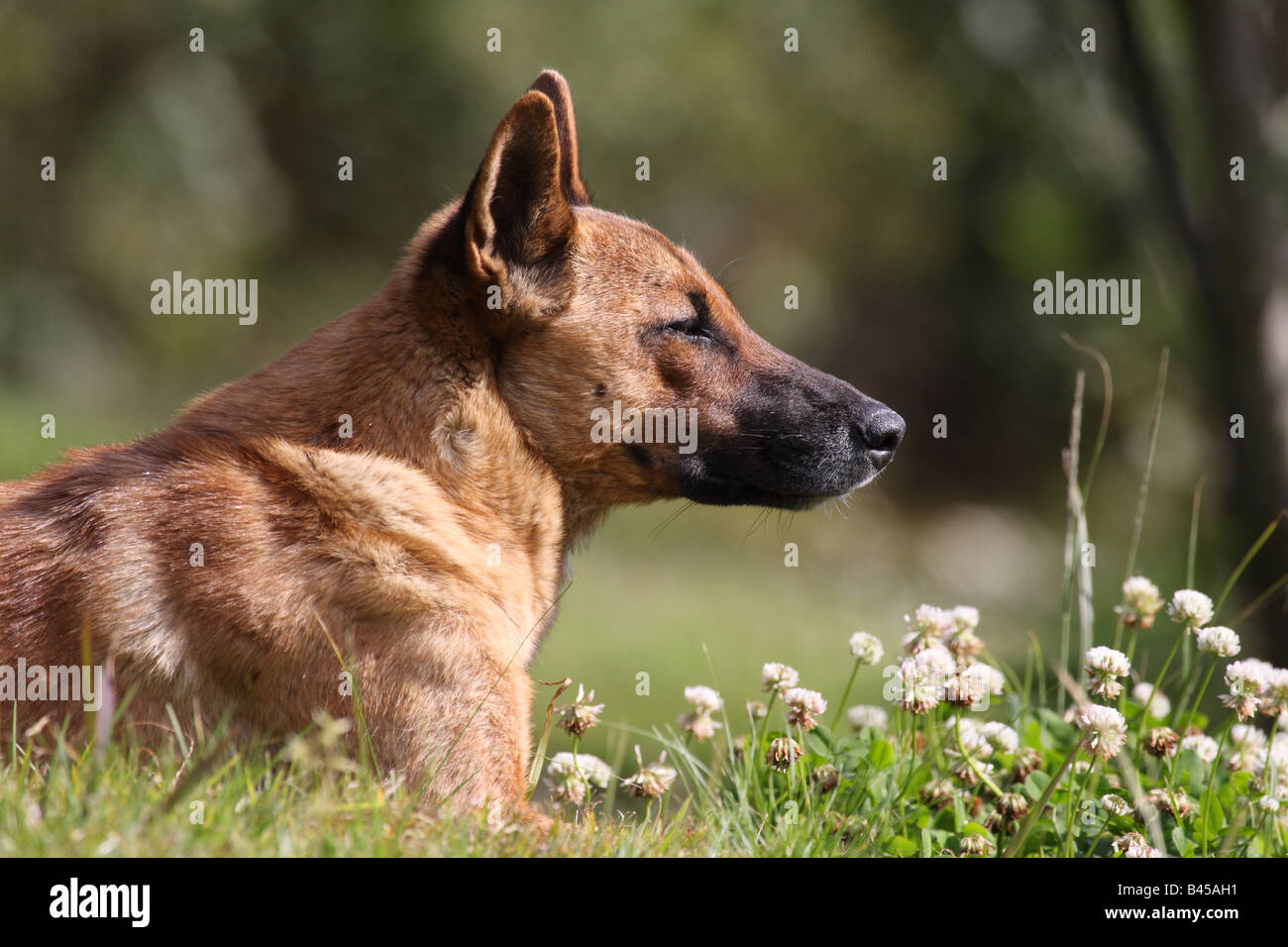 Dingo, canis lupus dingo, adult laying in clover Stock Photo - Alamy