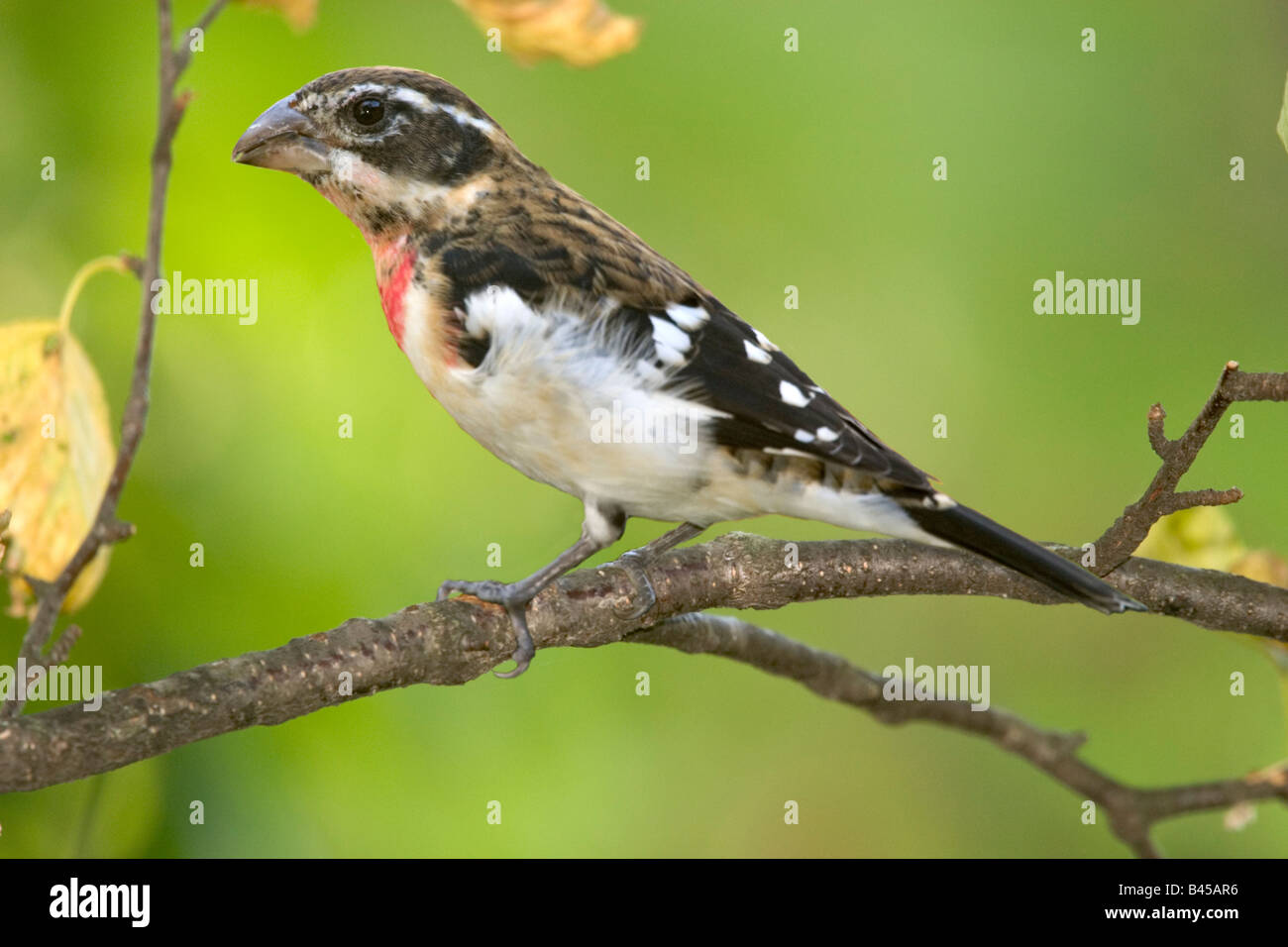 Rose-breasted Grosbeak Pheucticus ludovicianus Stock Photo - Alamy