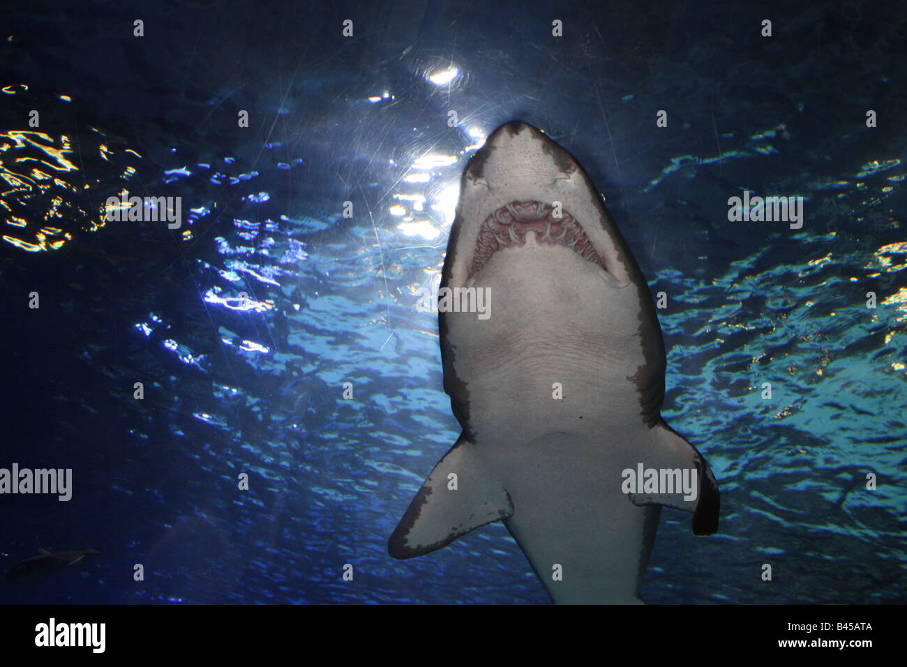 Close up view of Shark Stock Photo - Alamy