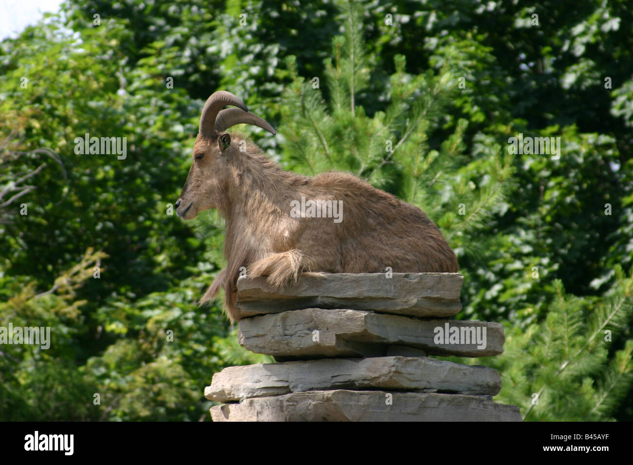 A male barbary sheep ram), a species of goat-antelope native to North ...