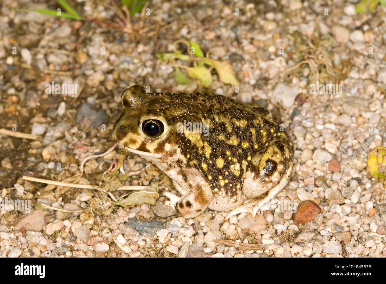 Desert amphibian hi-res stock photography and images - Alamy