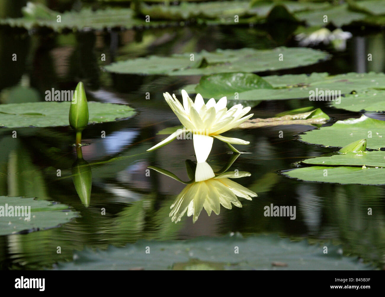 Water Lily Nymphaea Nymphaeaceae Stock Photo - Alamy