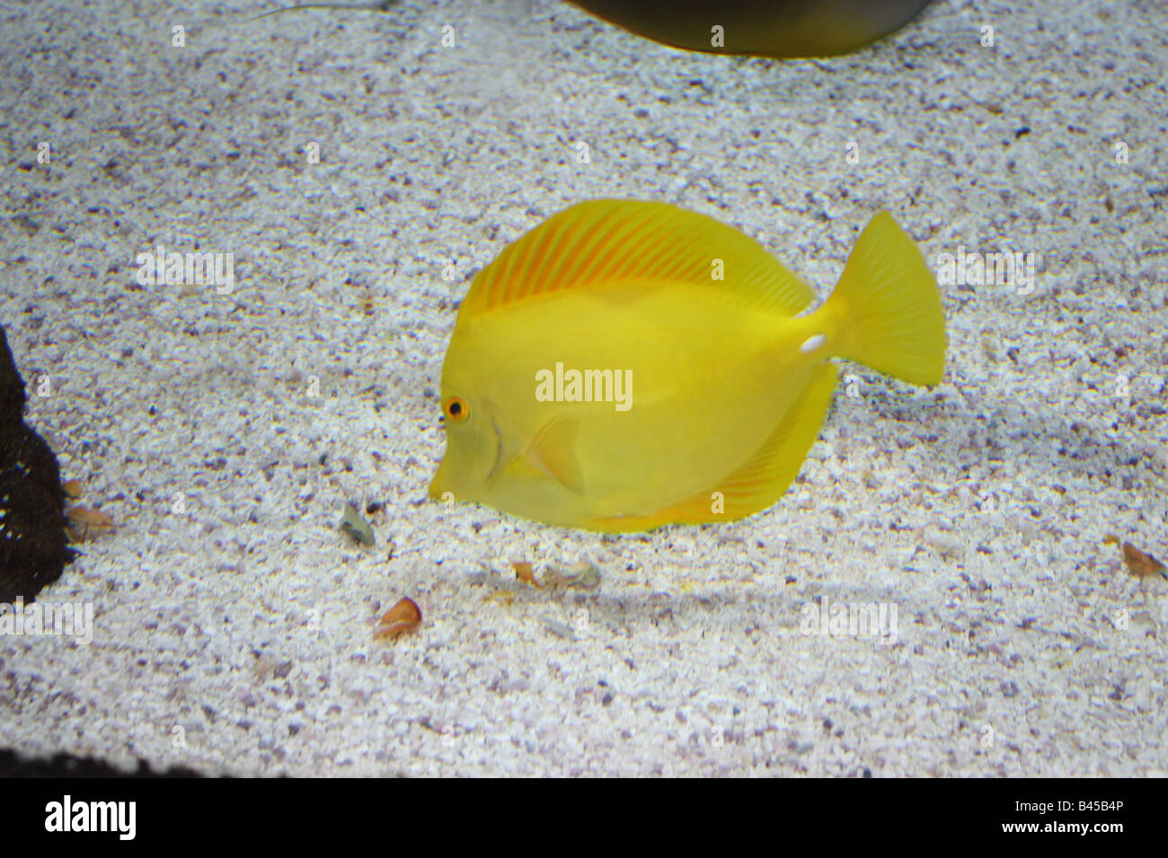 yellow tang (Zebrasoma flavescens) marine aquarium, fish, water, sea ...
