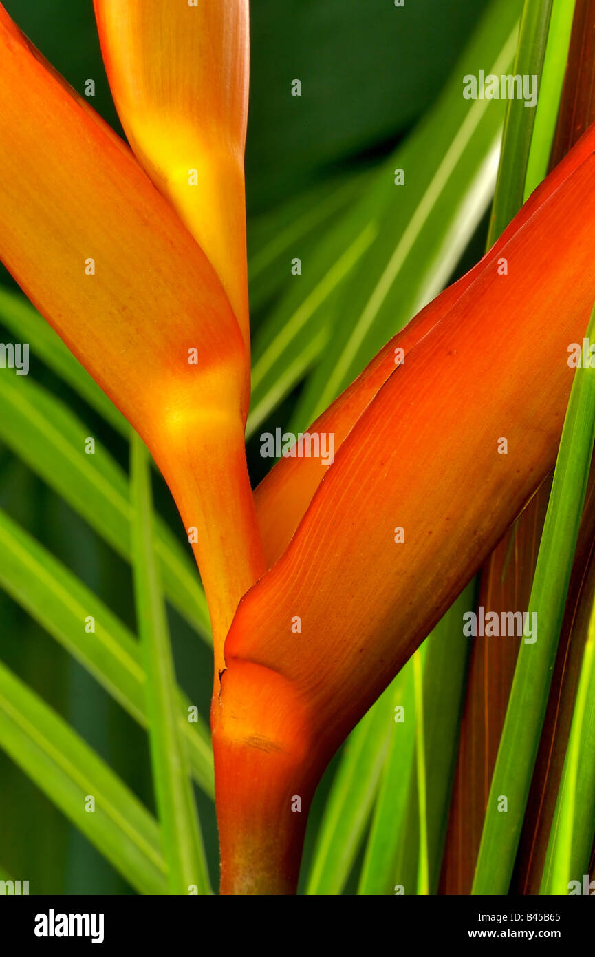 Heliconia psittacorum or Parrot flower Stock Photo - Alamy