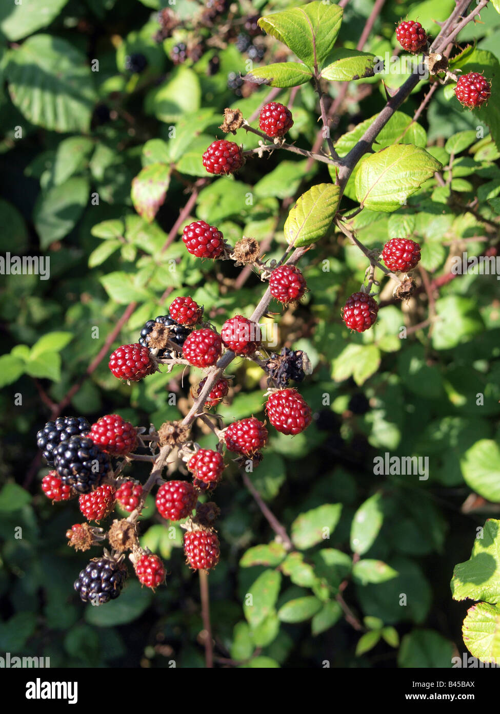 Blackberry thorns hi-res stock photography and images - Alamy
