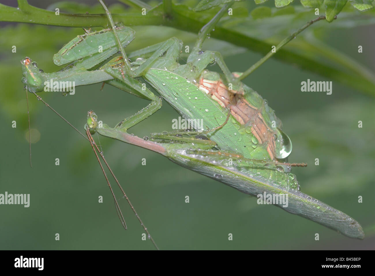 Mantis mating hi-res stock photography and images - Alamy
