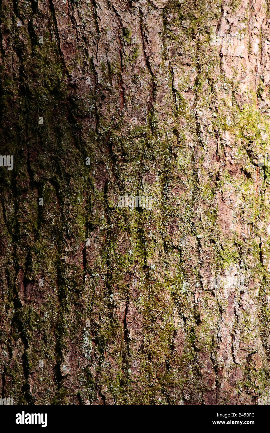 Oak Tree Bark Stock Photo - Alamy