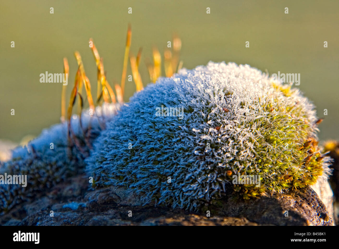 Plant growing on rock Stock Photo - Alamy