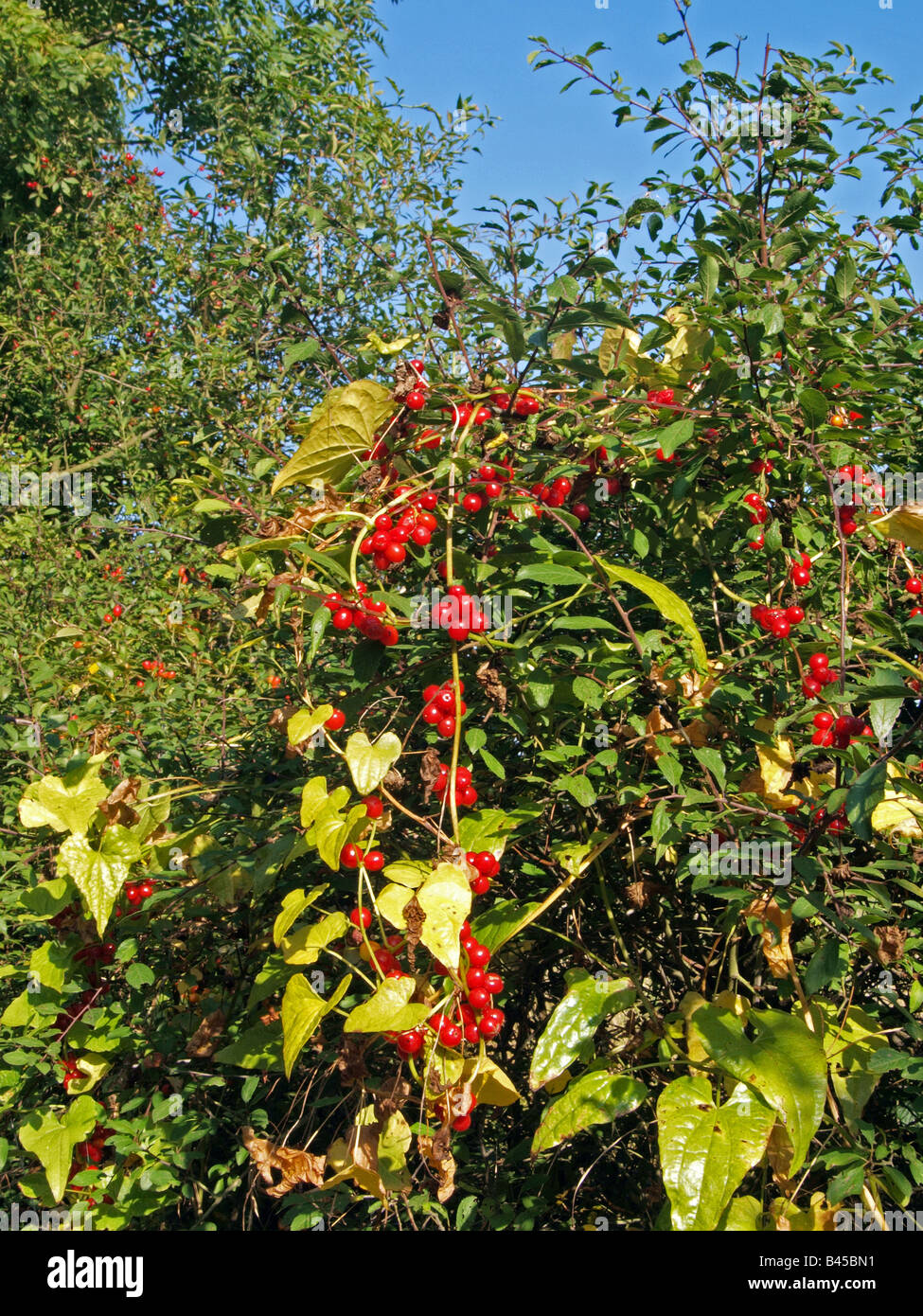 Red berries detail hi-res stock photography and images - Alamy
