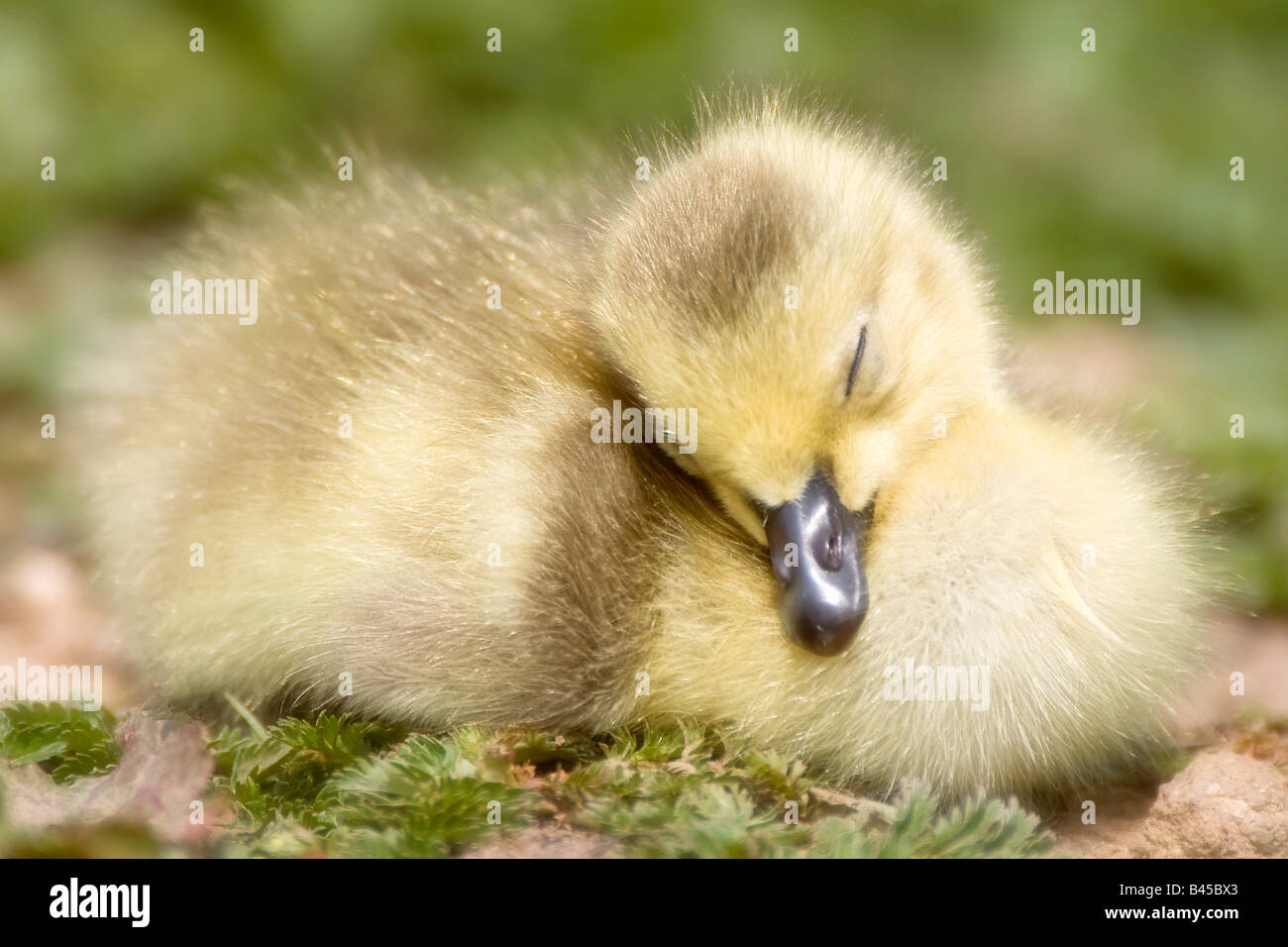 Fuzzy duckling hi-res stock photography and images - Alamy