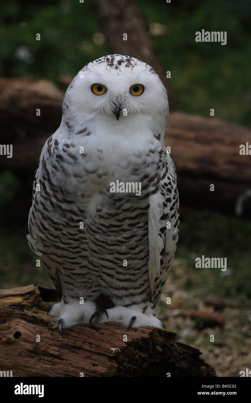 Artic fauna hi-res stock photography and images - Alamy