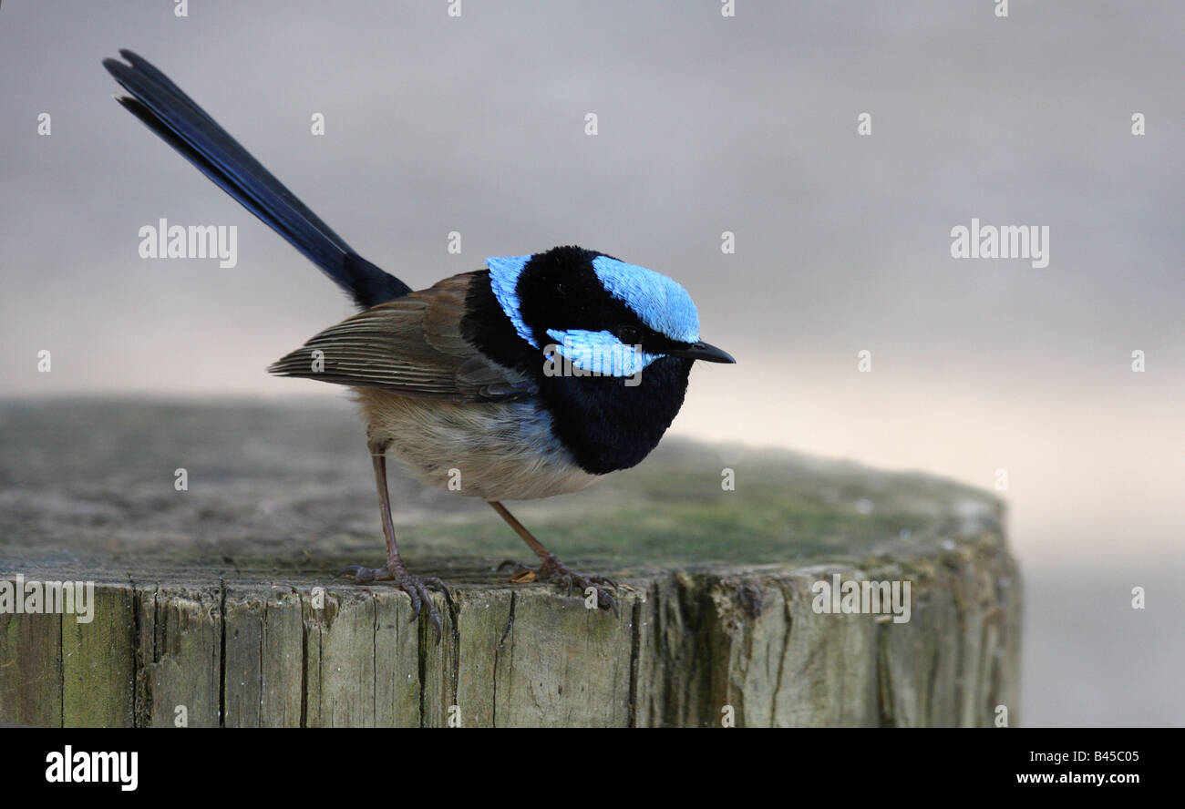 Superb blue wren, male Stock Photo - Alamy
