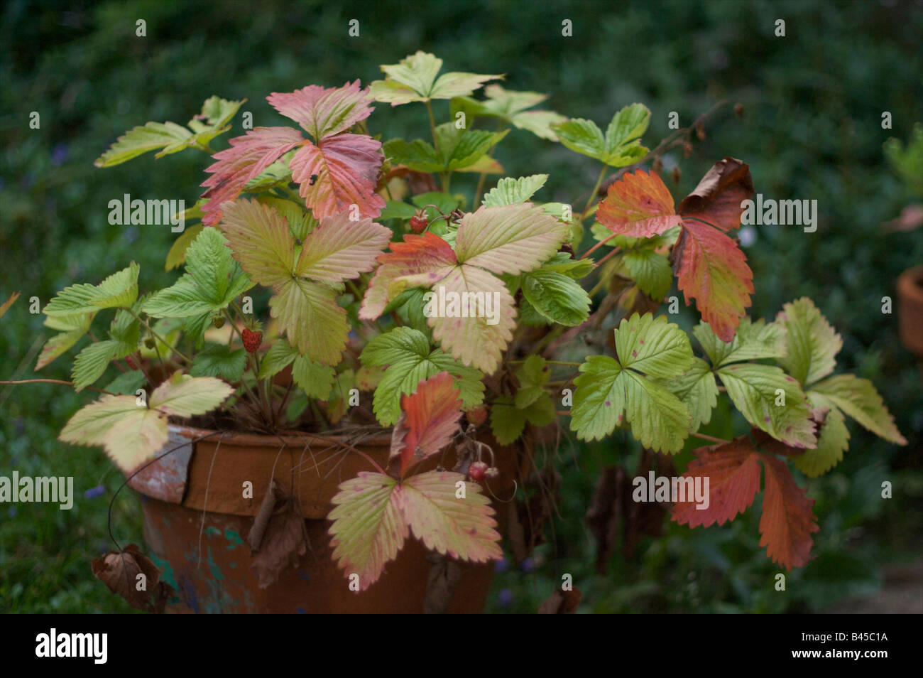 Alpine plant pot hi-res stock photography and images - Alamy