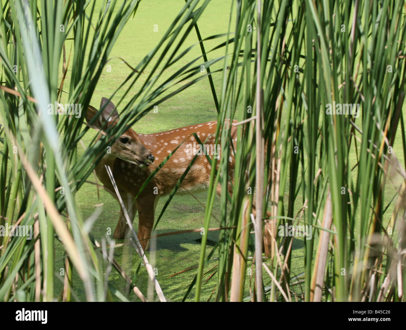 Fawn Hiding Grass High Resolution Stock Photography and Images - Alamy
