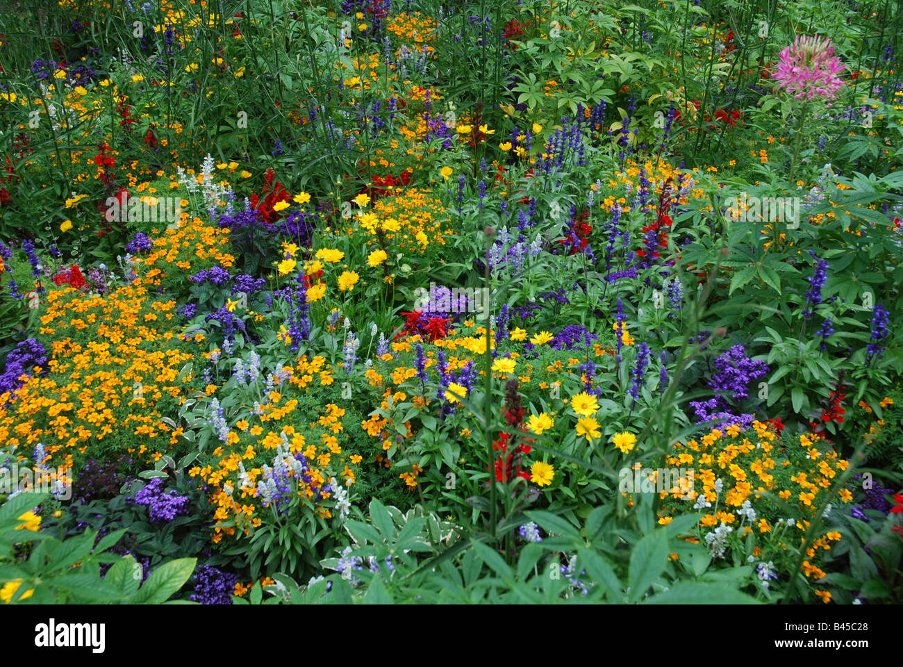 colourful wild flowers Stock Photo - Alamy