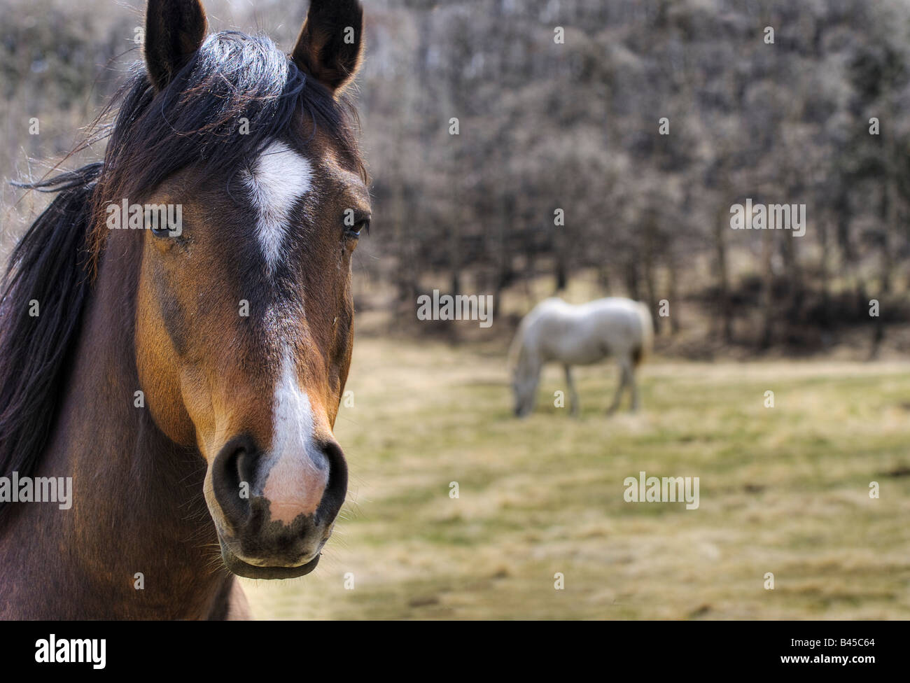 Portrait of a horse Stock Photo - Alamy