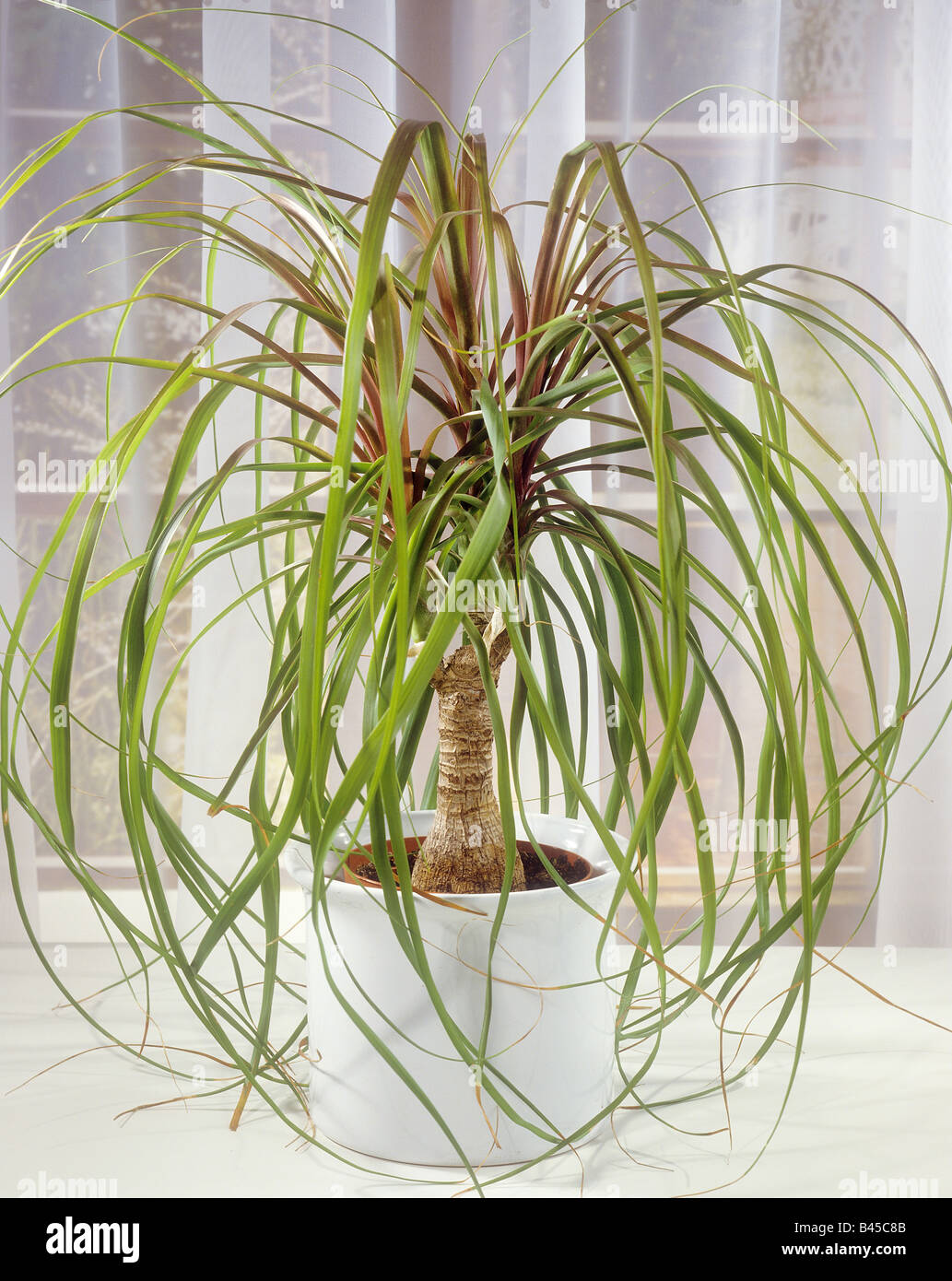 Elephant Foot Tree Stock Photos & Elephant Foot Tree Stock Images - Alamy