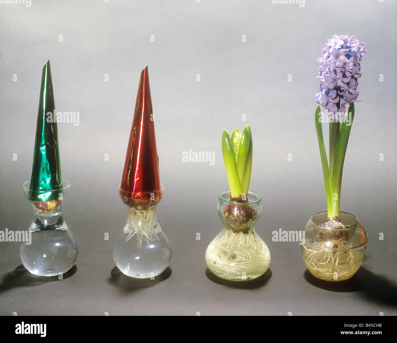 Hyacinth glasses hi-res stock photography and images - Alamy