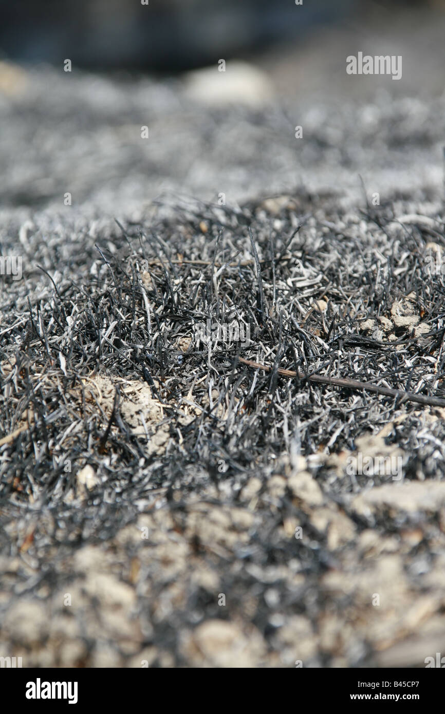 burned heather bushes in forest fire attack Stock Photo - Alamy